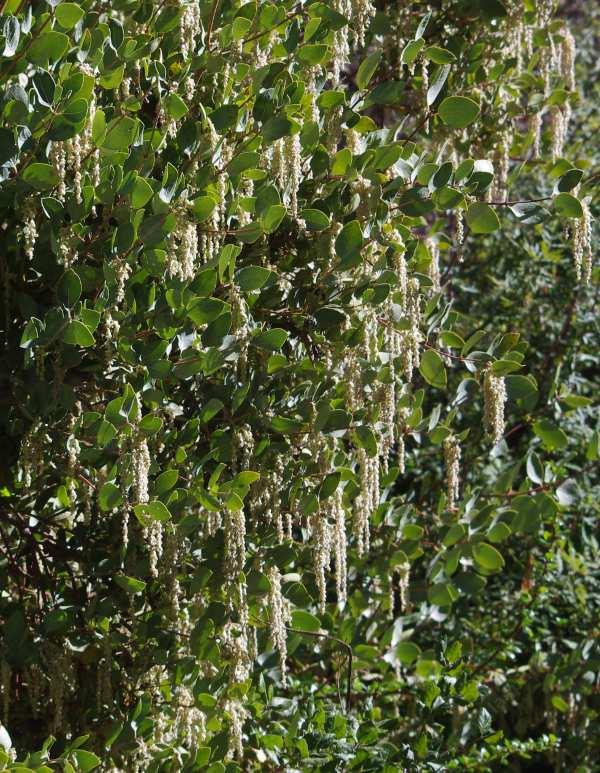 Drought tolerant hedges, wind breaks, and screens with California ...