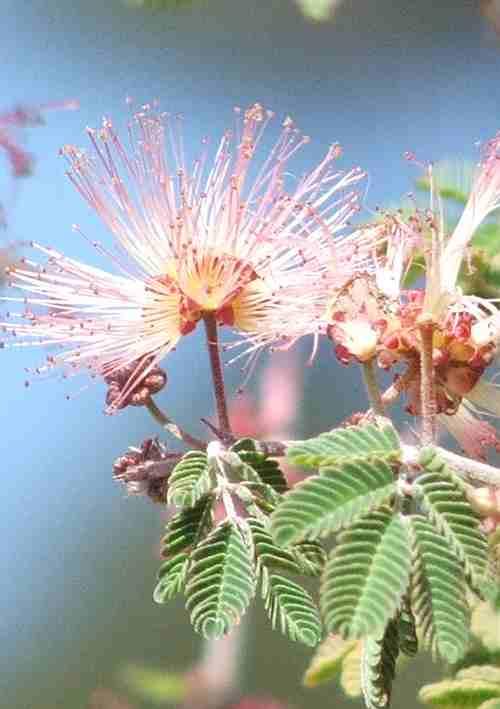 Pictures and examples of a summer native garden in California.