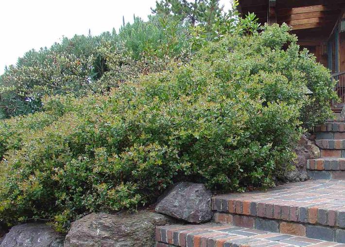 Manzanita photos, descriptions and plants(Arctostaphylos species)