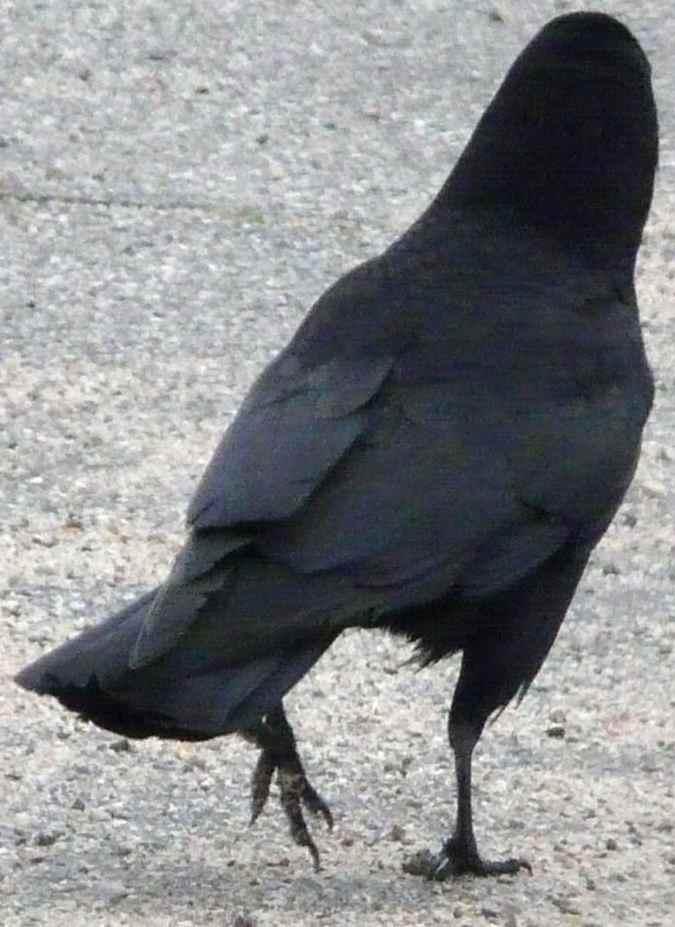 American Crow,Corvus Caurinus