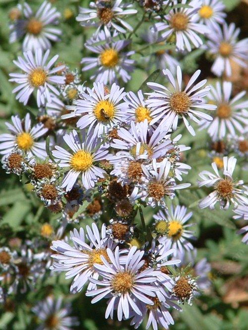 Aster chilensis, California Aster.