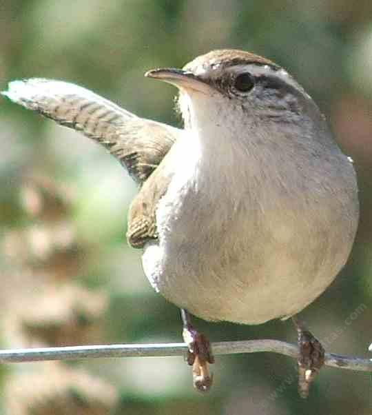 Bewick's Wren