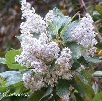 Southern California Lilacs, Ceanothus spp.