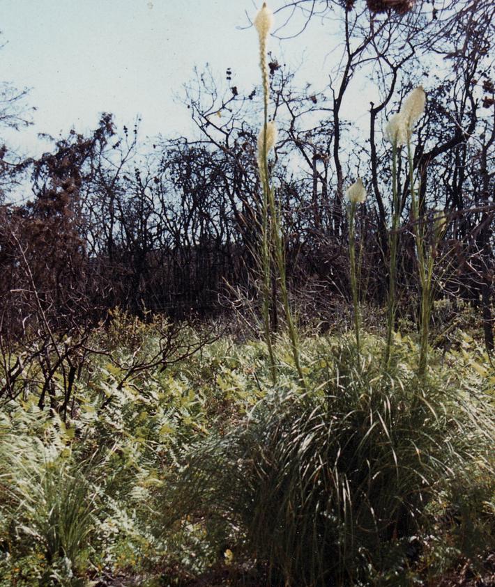 Xerophyllum tenax, Indian Basket Grass.