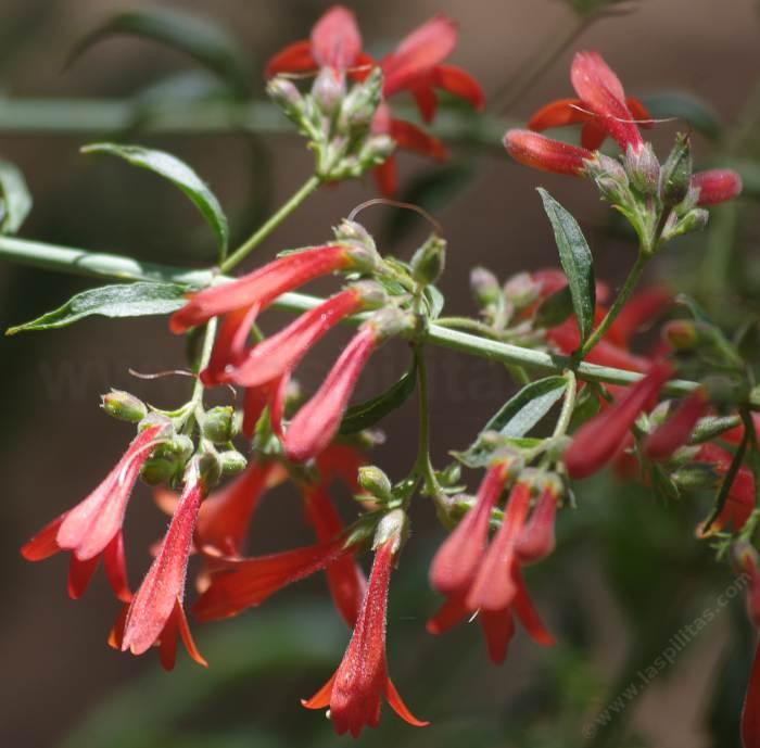 California Penstemons that can grow in moist areas