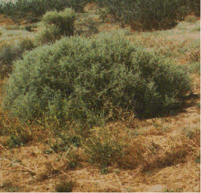 Plants for Alkali Sink