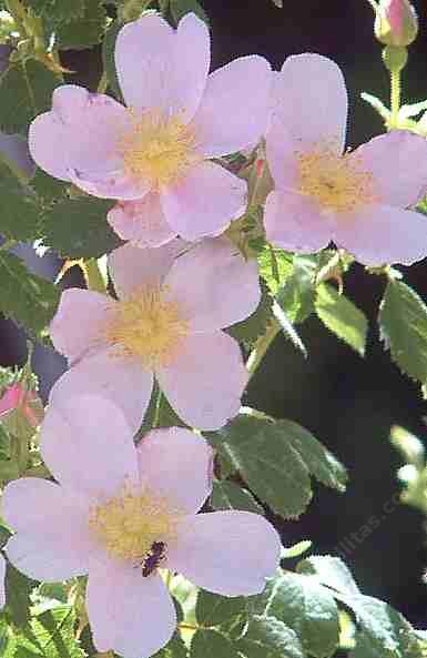 Rosa californica, California wild rose.