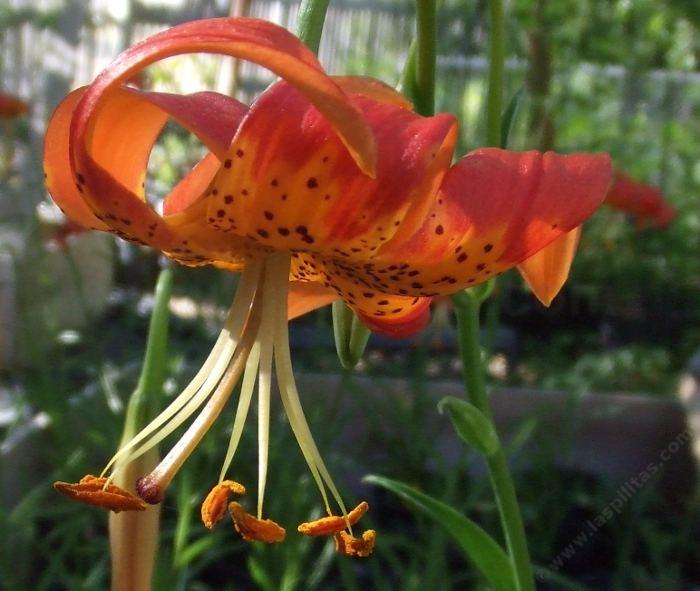 A watered native summer garden, or next to a pond, or watering with ...