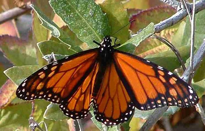Monarch Butterfly, Danaus plexippus