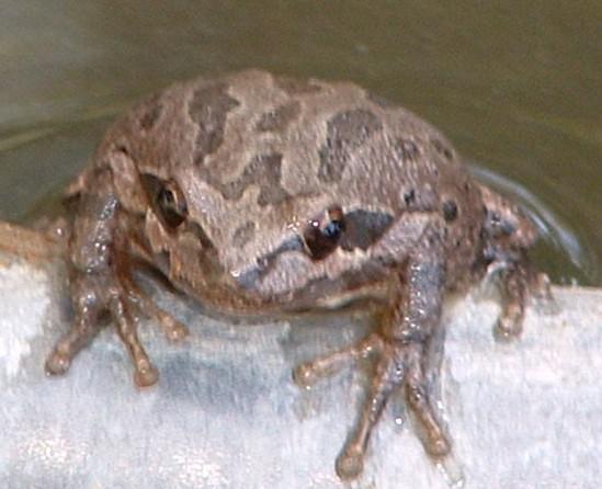 Pacific treefrog