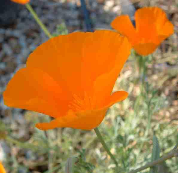 Eschscholzia californica var. crocea.