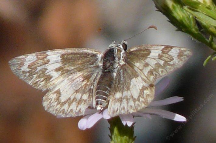 Northern White Skipper or Great Basin White Skipper butterfly ...