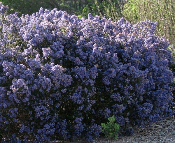 Drought tolerant hedges, wind breaks, and screens with California ...