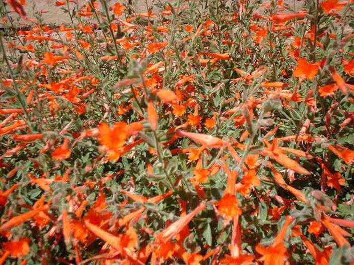 California Fuchsia, Zauschneria or Epilobium