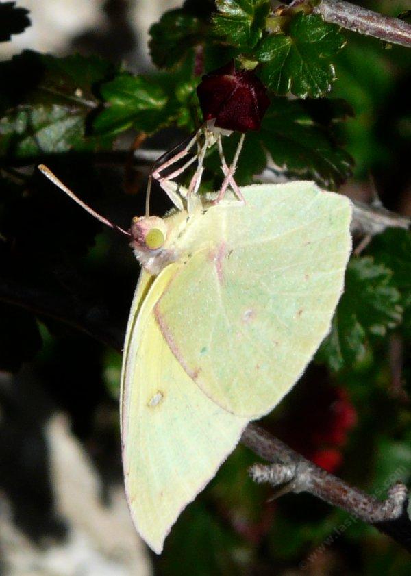 California ribes, gooseberries are spiny and currants are spineless ...