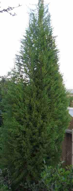 Native trees of California
