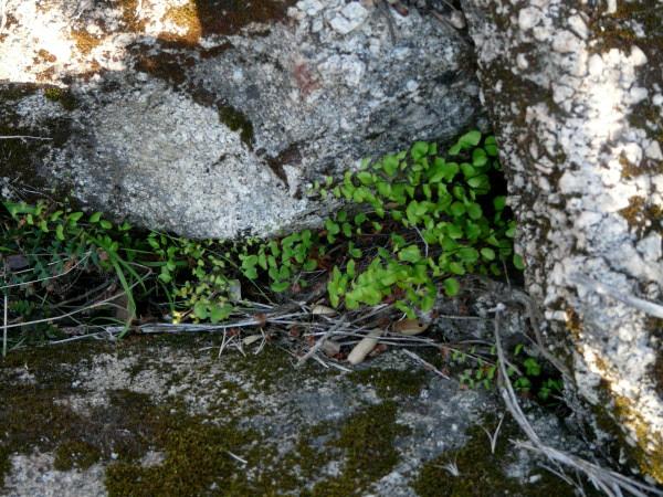 Plants that were native in and around San Jose