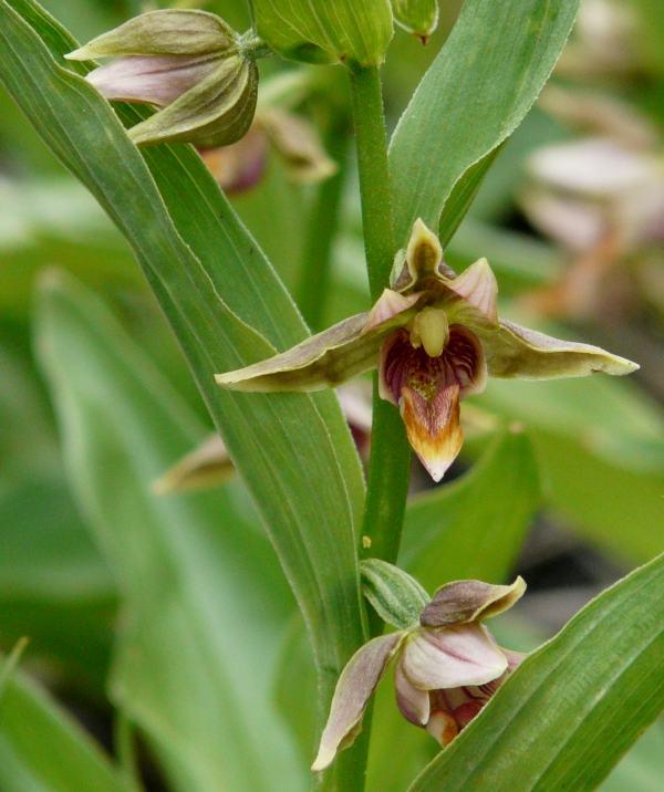 Epipactis gigantea, Stream Orchid.