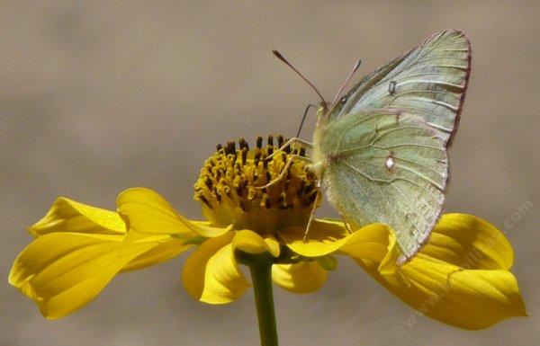 Alfalfa Butterfly or Orange Sulfur butterfly in a California Garden