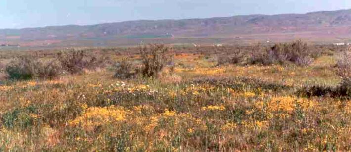 Introduction to California's Ecosystem