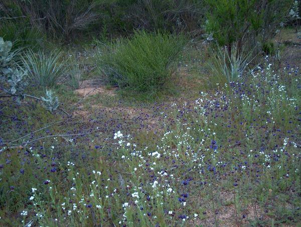 A description and list of California native plants that live in the ...
