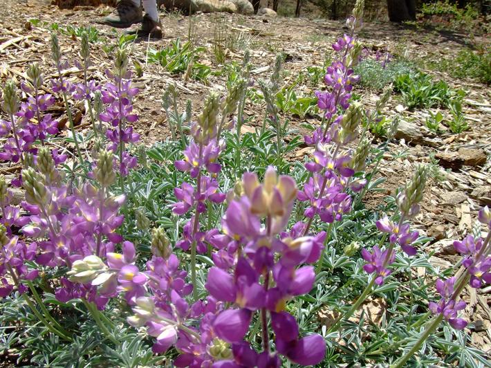 Here's a list of California Native Plants planted at about 7500 feet in ...