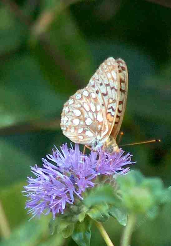 Callippe Fritillary Butterfly, Speyeria callippe