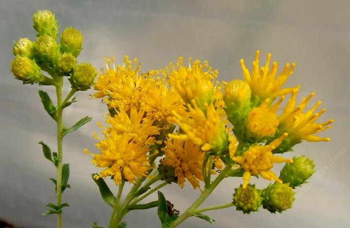 Isocoma venetus var. vernoniodes, Isocoma.