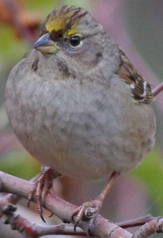 Gold Crowned Sparrow lives in California in the winter.