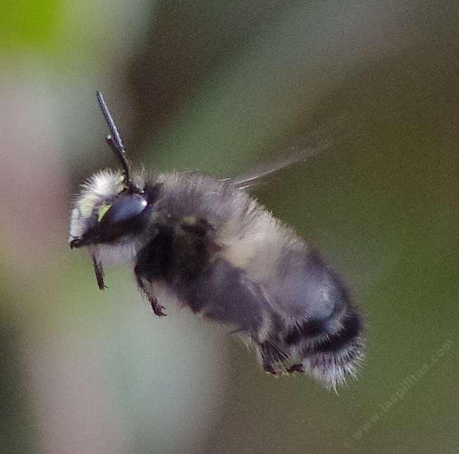 Digger Bee, Anthophora edwardsii