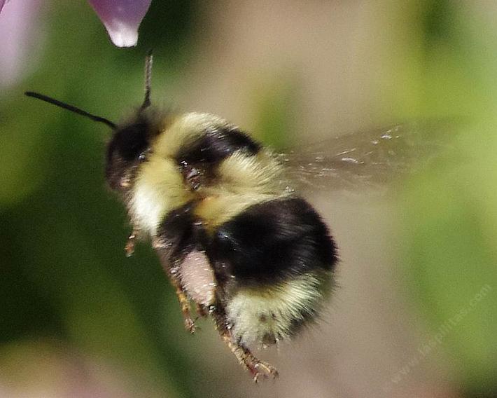 Bumble bees and other California native bee species