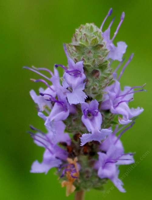 Sages, Salvias, photos, videos and descriptions of the plants native to ...
