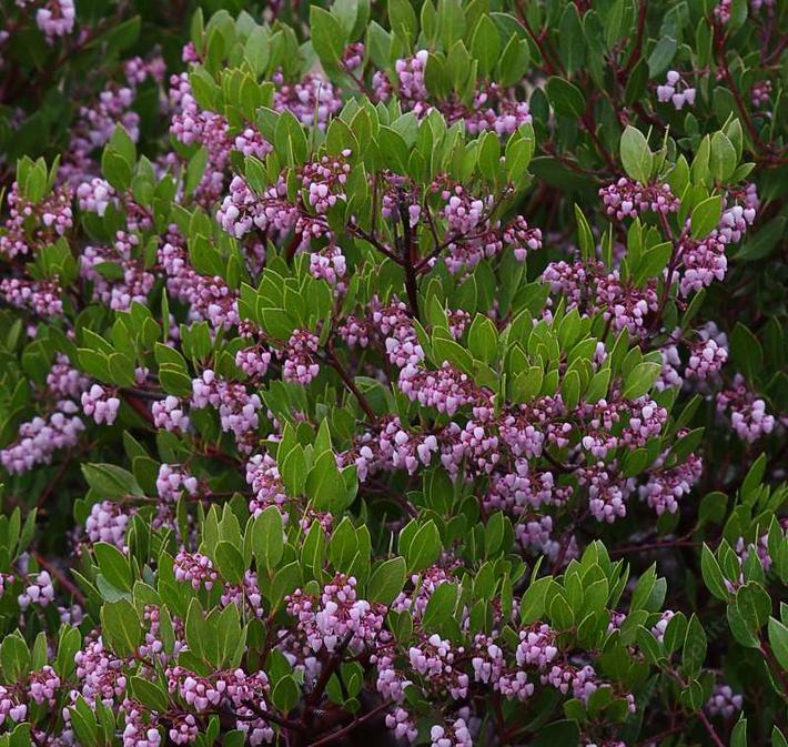 Manzanitas from Northern Californi