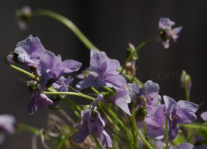Viola palustris, Alpine marsh violet.