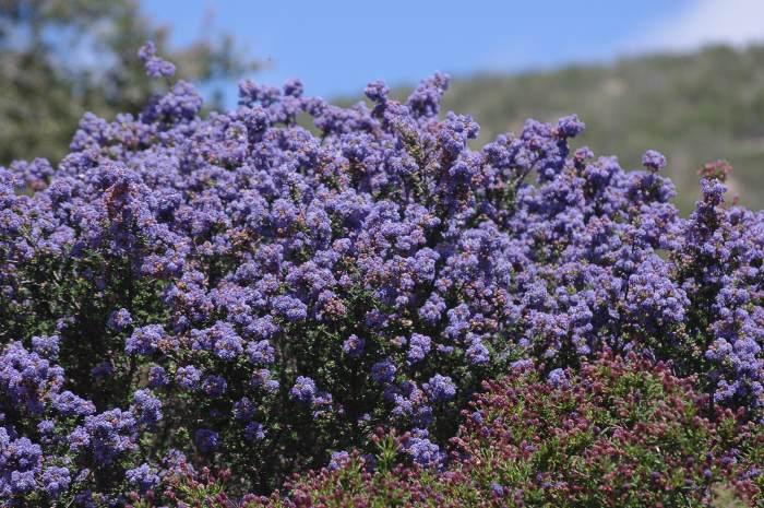 California Lilac, Ceanothus