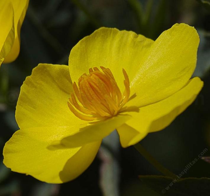 Dendromecon rigida, Bush Poppy.
