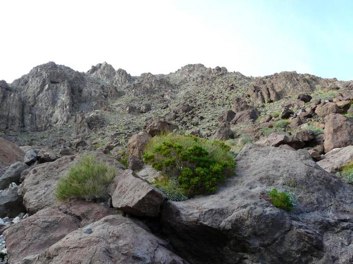 Native plant habitats of California
