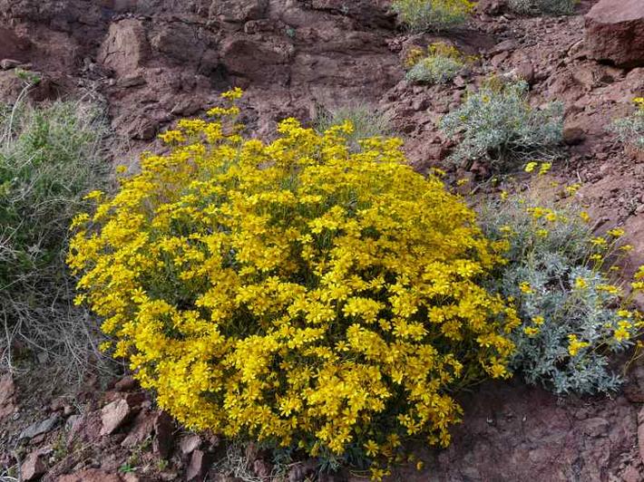 Here are plants that are native in the Temecula and Murrieta area