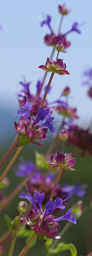 Salvia 'Celestial Blue', Purple Sage.