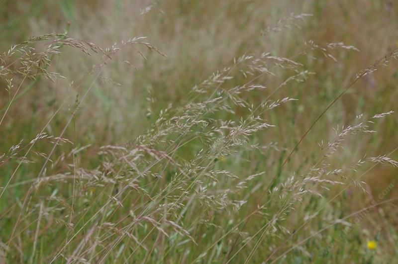 Poa scabrella, Pine bluegrass.