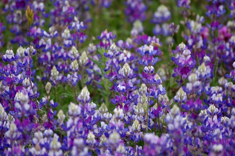Lupinus nanus, Sky Lupine.