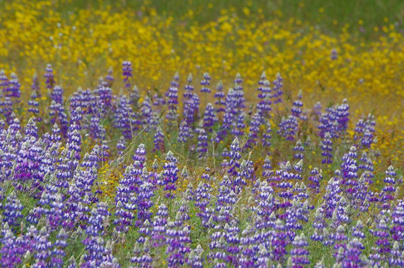 Lupinus nanus, Sky Lupine.