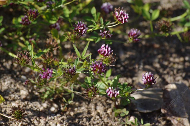 Trifolium, Clover.