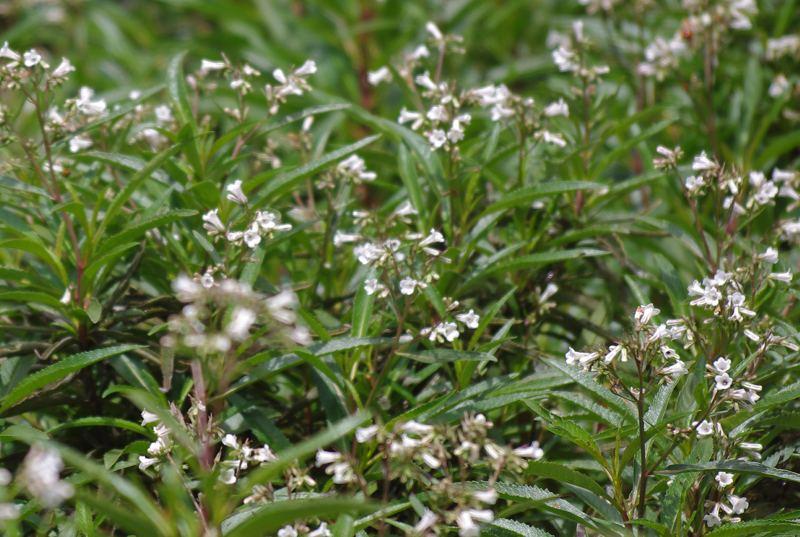 Eriodictyon californicum, Yerba Santa.