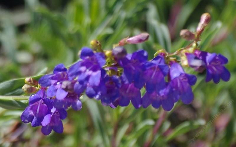 Penstemon azureus, Azure Penstemon.