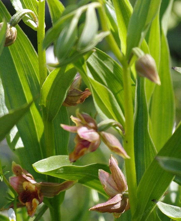 Epipactis gigantea, Stream Orchid.