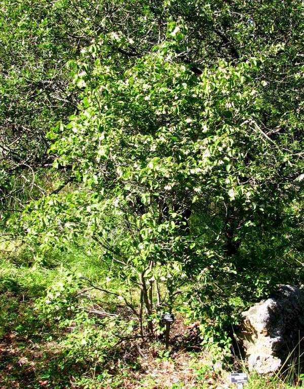 Styrax officinalis var. californica, Snowdrop Bush.