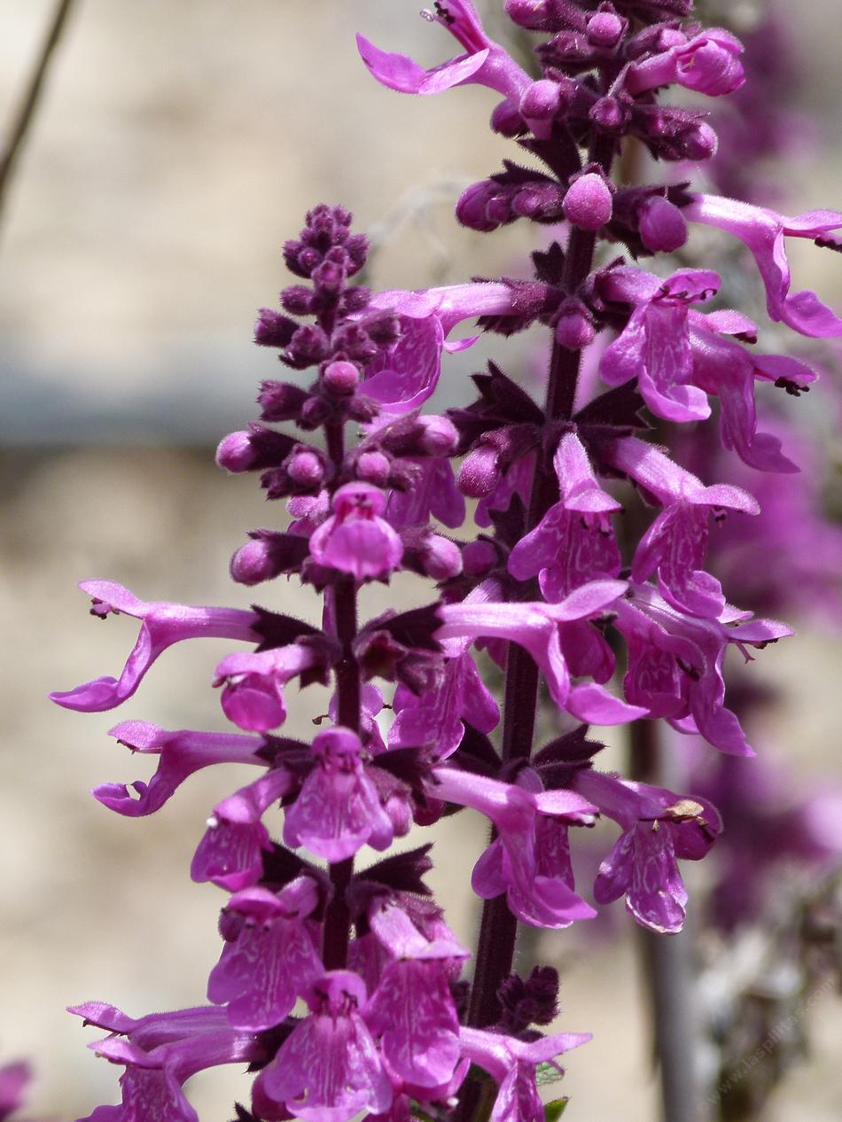 Stachys chamissonis, Magenta Butterfly Flower.