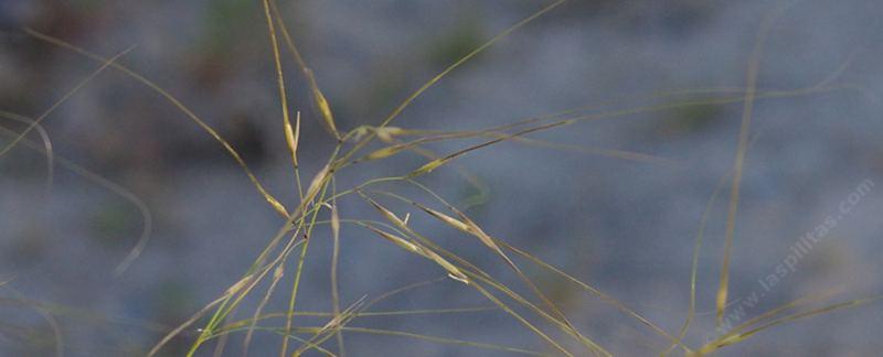 needle and thread grass coloring pages