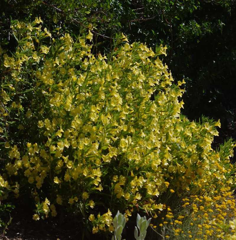 Diplacus longiflorus, Southern Monkey Flower.
